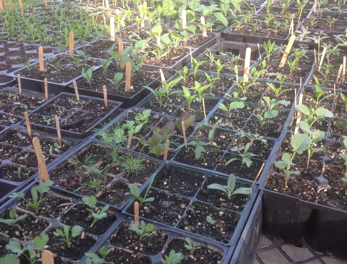 Starting Plants From Seed fact Sheet Extension