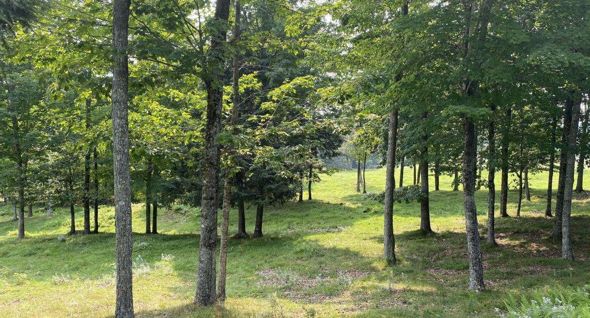 Silvopasture | Agroforestry