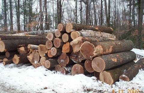 The Business of Selling Timber—Understanding Tree Volume and Value ...