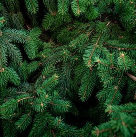 Balsam Woods Tree Farm | Extension
