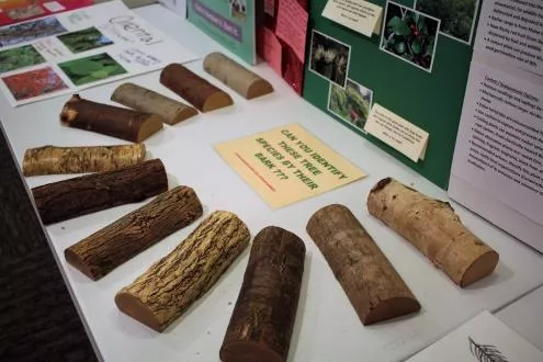 natural resources tree identification